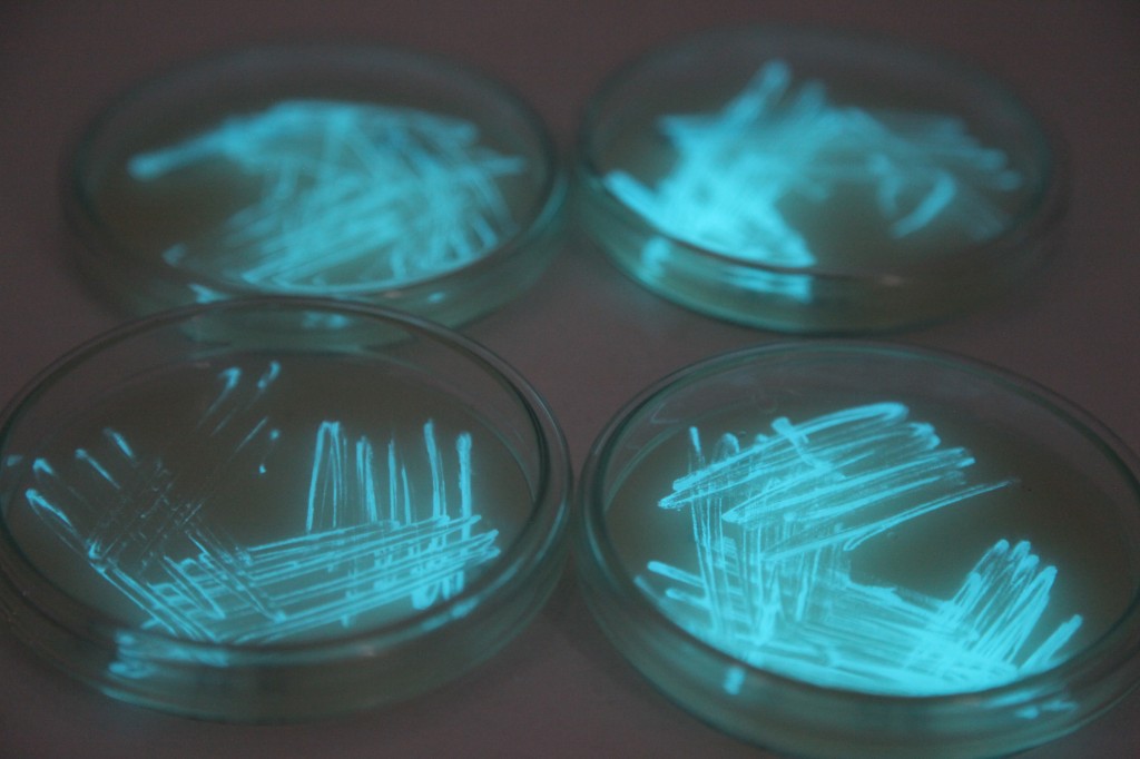 bio.display » Photobacterium Phosphoreum