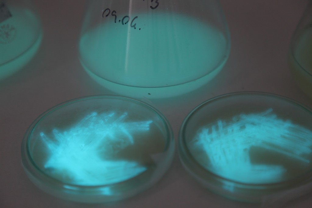bio.display » Photobacterium Phosphoreum in a bottle